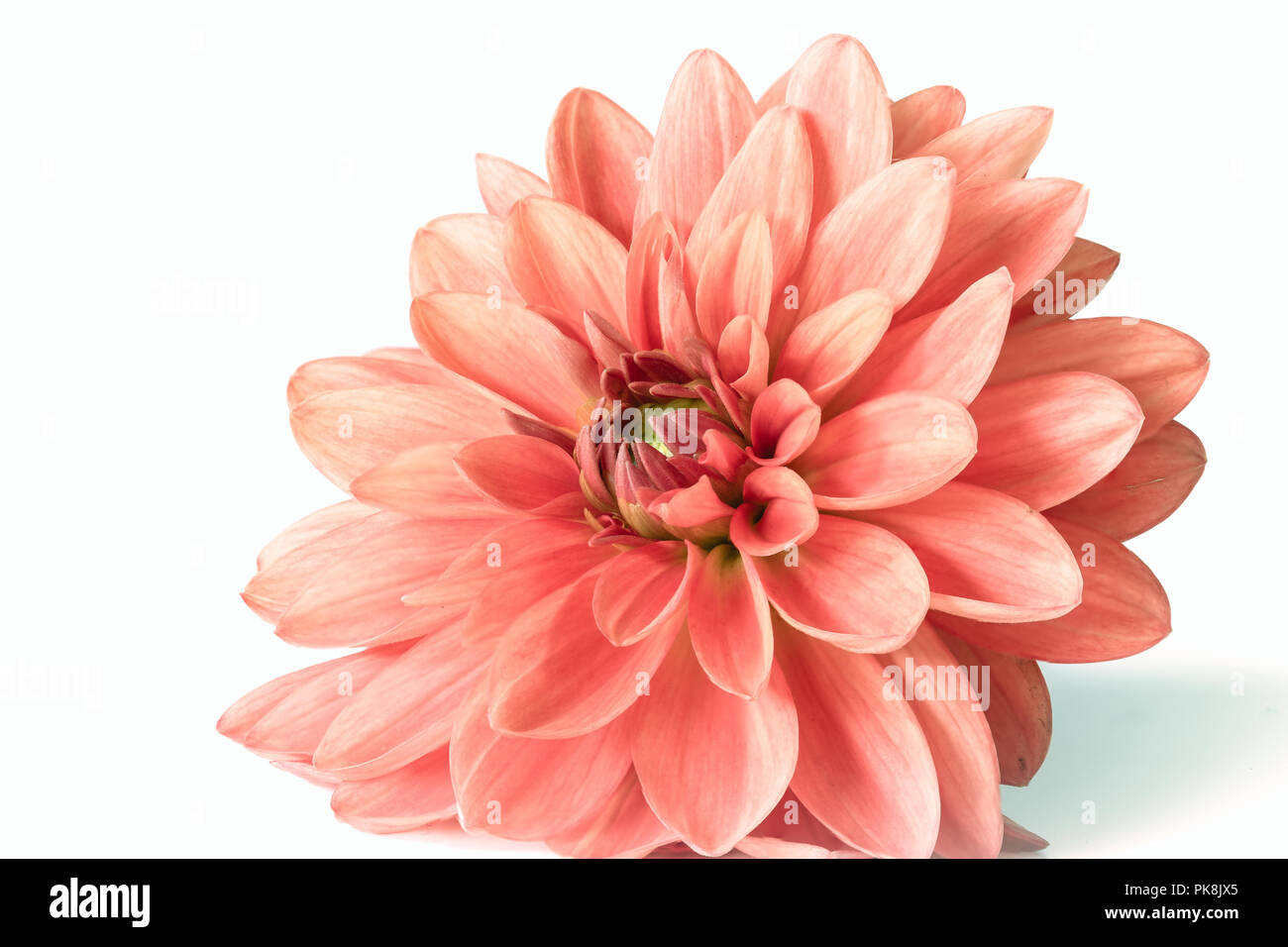 Single dahlia flower against white background Stock Photo - Alamy