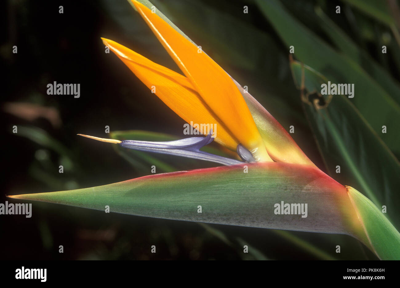 Bird of Paradise flower (Strelitzia reginae Stock Photo - Alamy