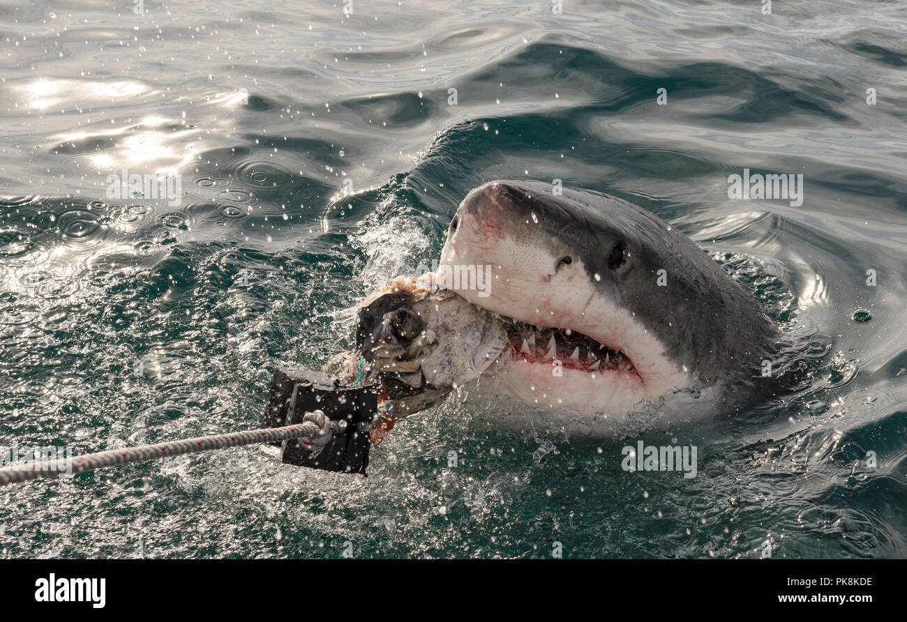 Carcharodon Carcharias