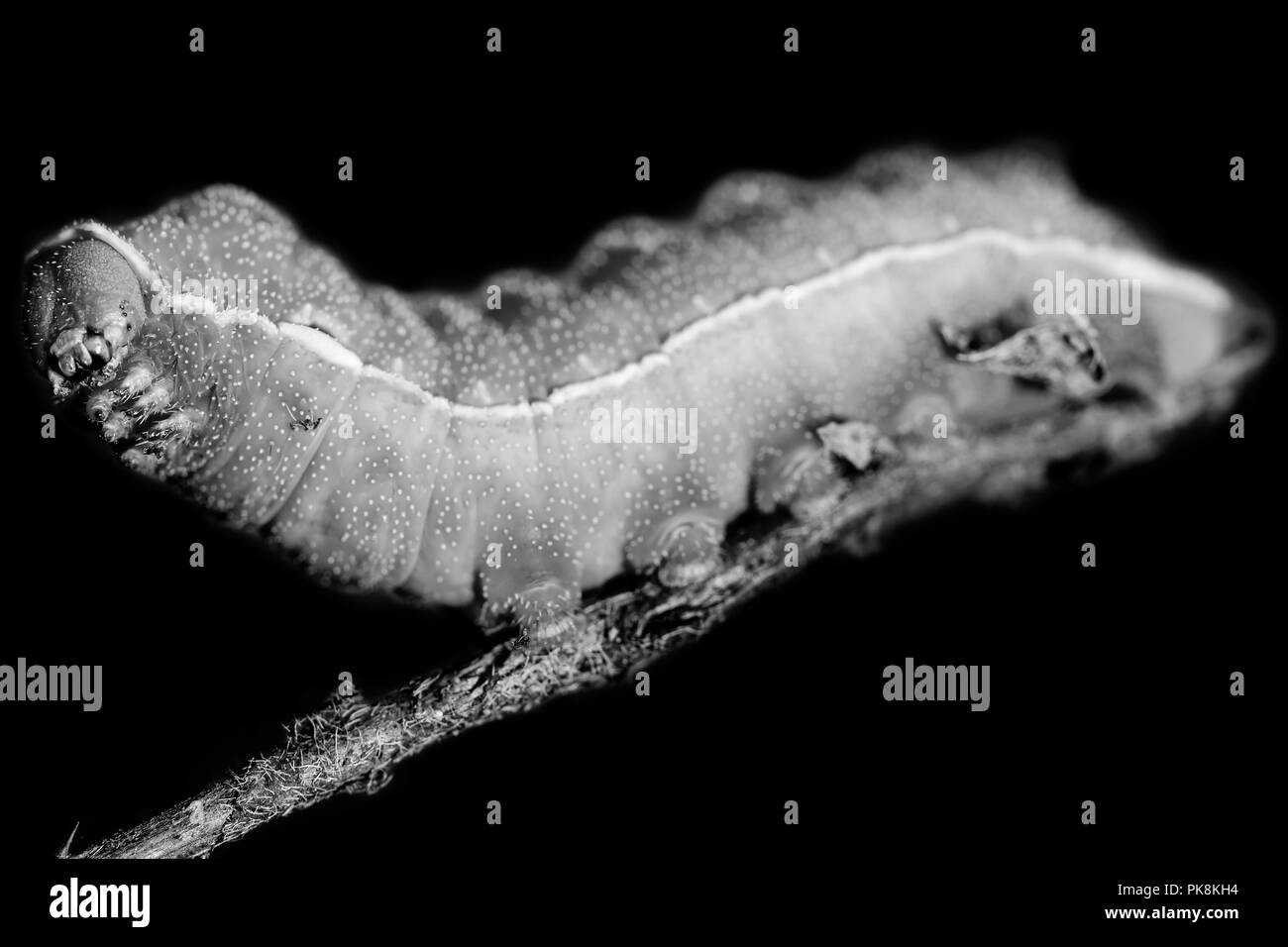 Caterpillar Black and White Stock Photos & Images - Alamy