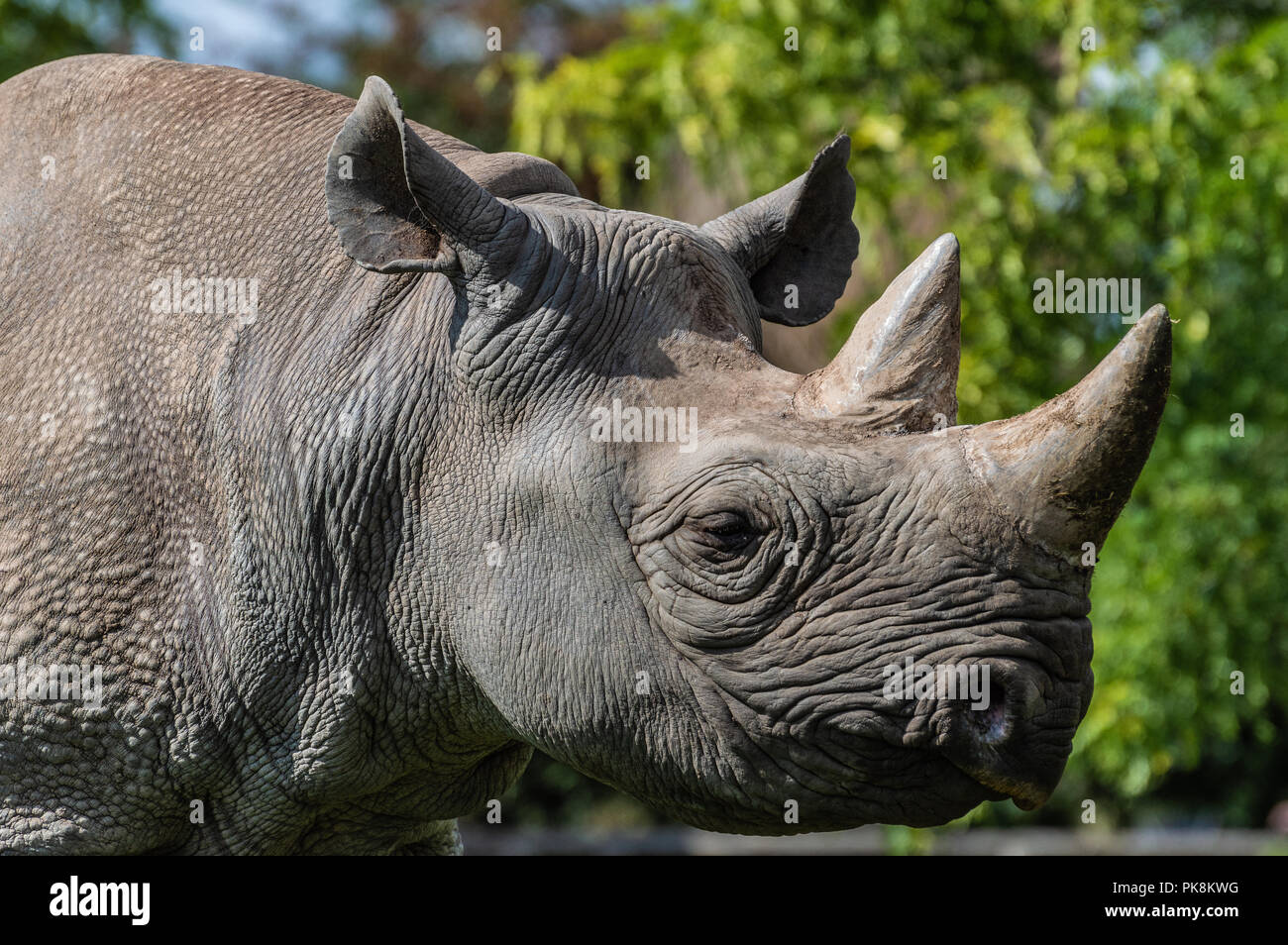 Chinese zoo rhino hi-res stock photography and images - Alamy