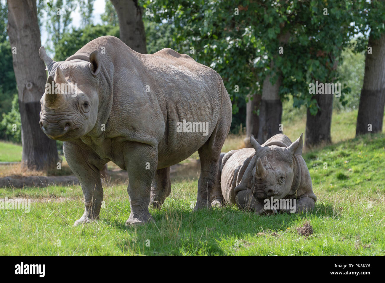Chinese zoo rhino hi-res stock photography and images - Alamy