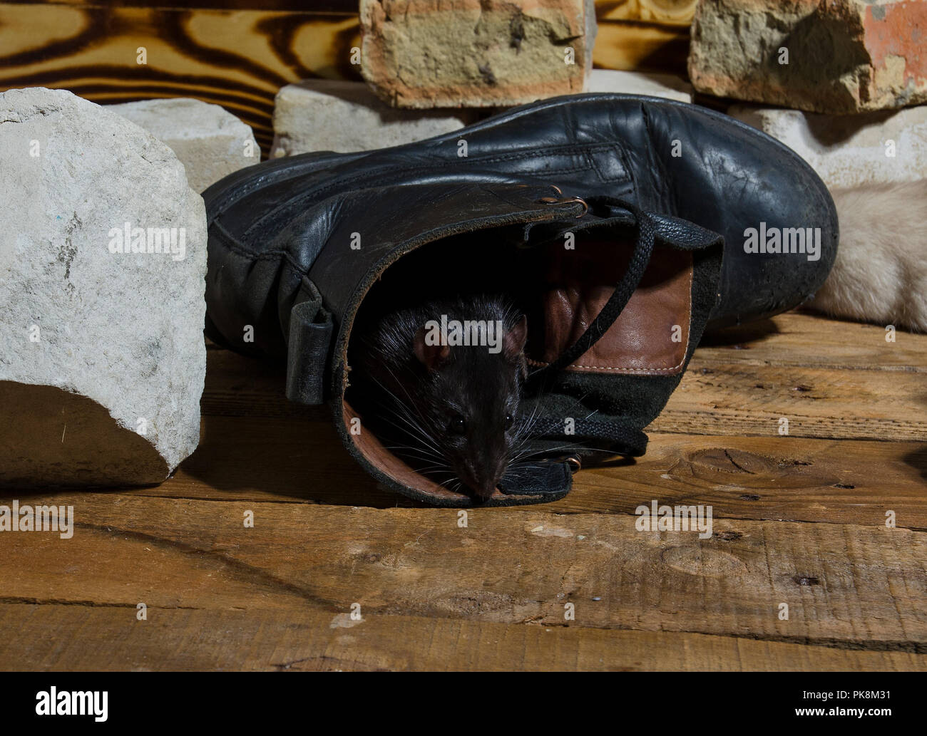 Military boot hi-res stock photography and images - Alamy