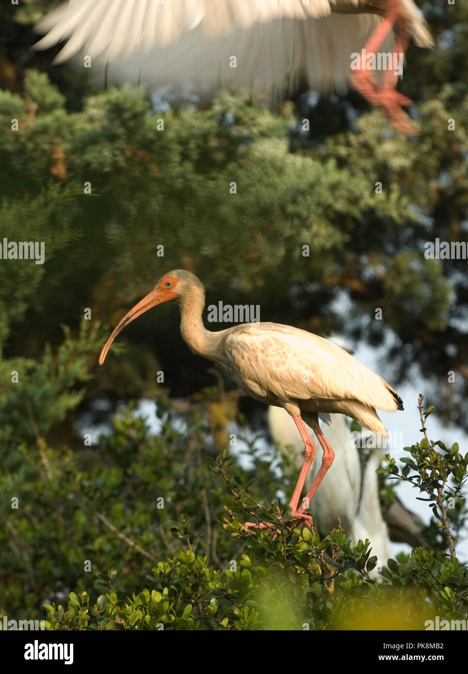 White Ibis :: Eudocimus albus Immature in nesting colony on Ocracoke ...