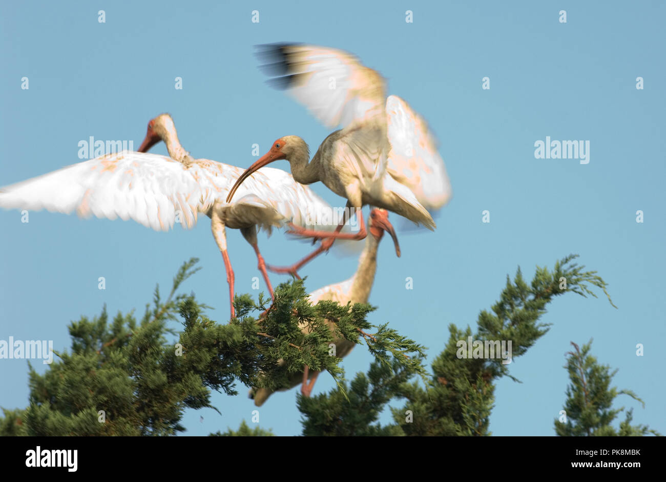 White Ibis :: Eudocimus albus Immature in nesting colony on Ocracoke ...