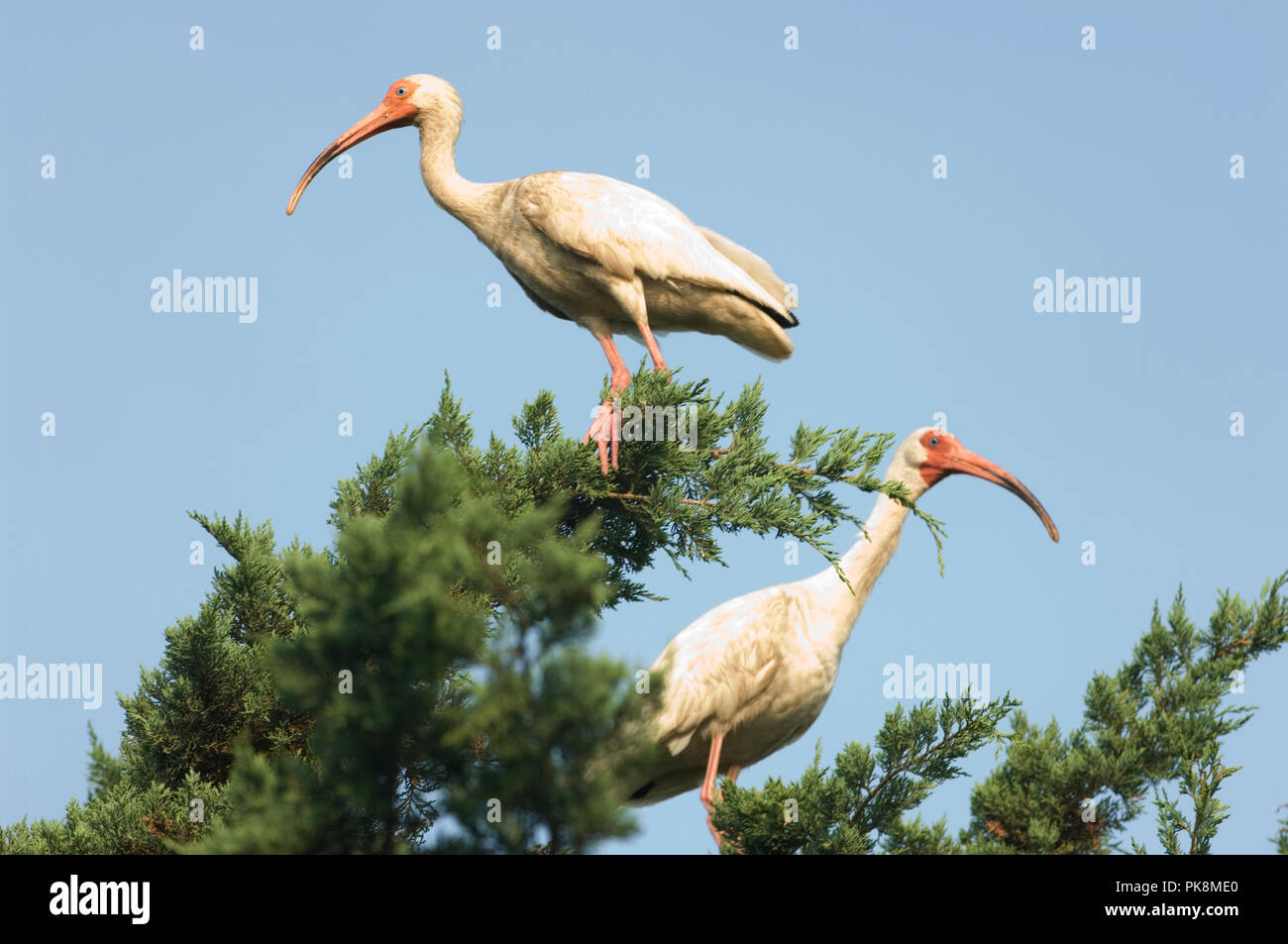 White Ibis :: Eudocimus albus Immature in nesting colony on Ocracoke ...
