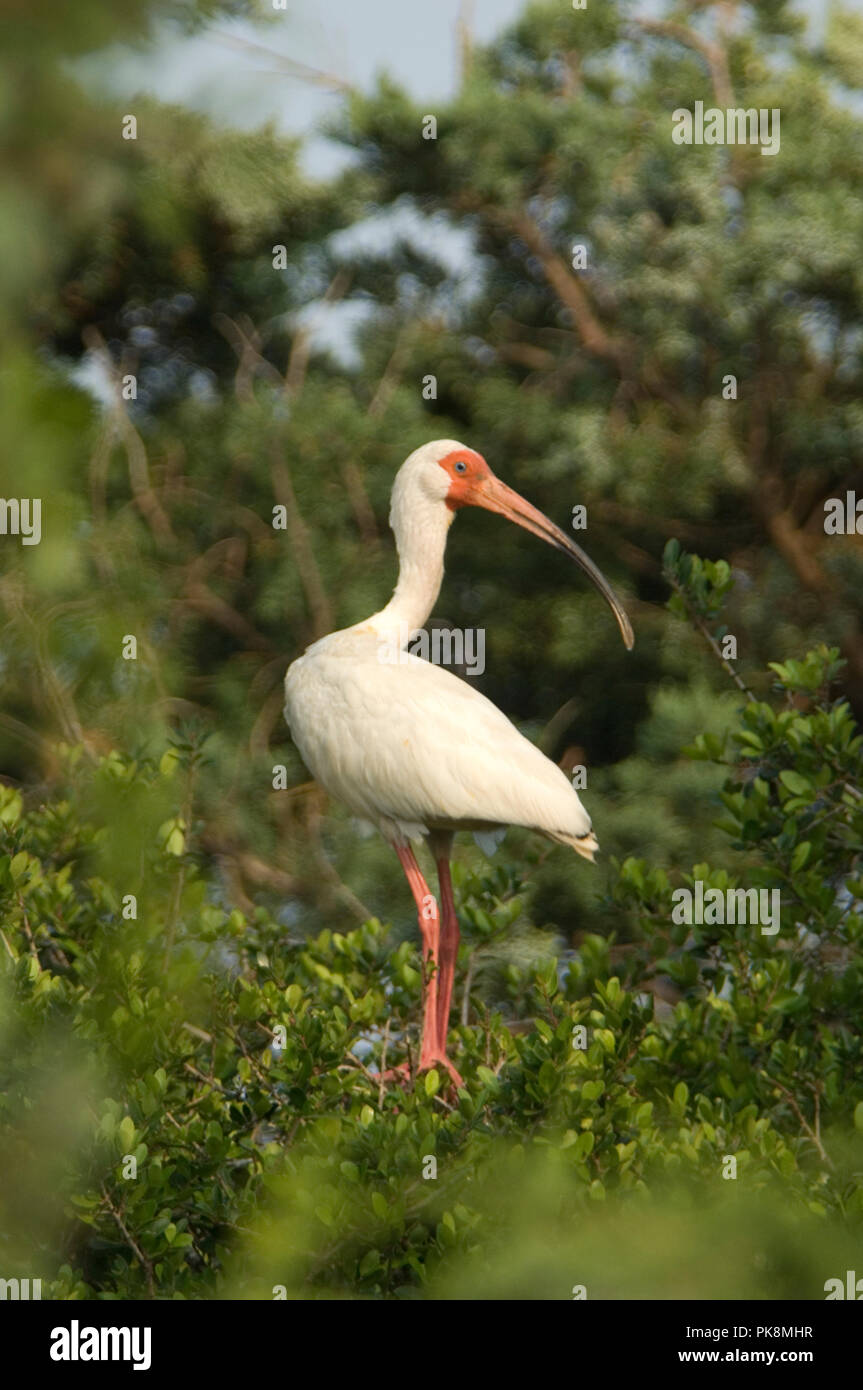 White Ibis :: Eudocimus albus Immature in nesting colony on Ocracoke ...