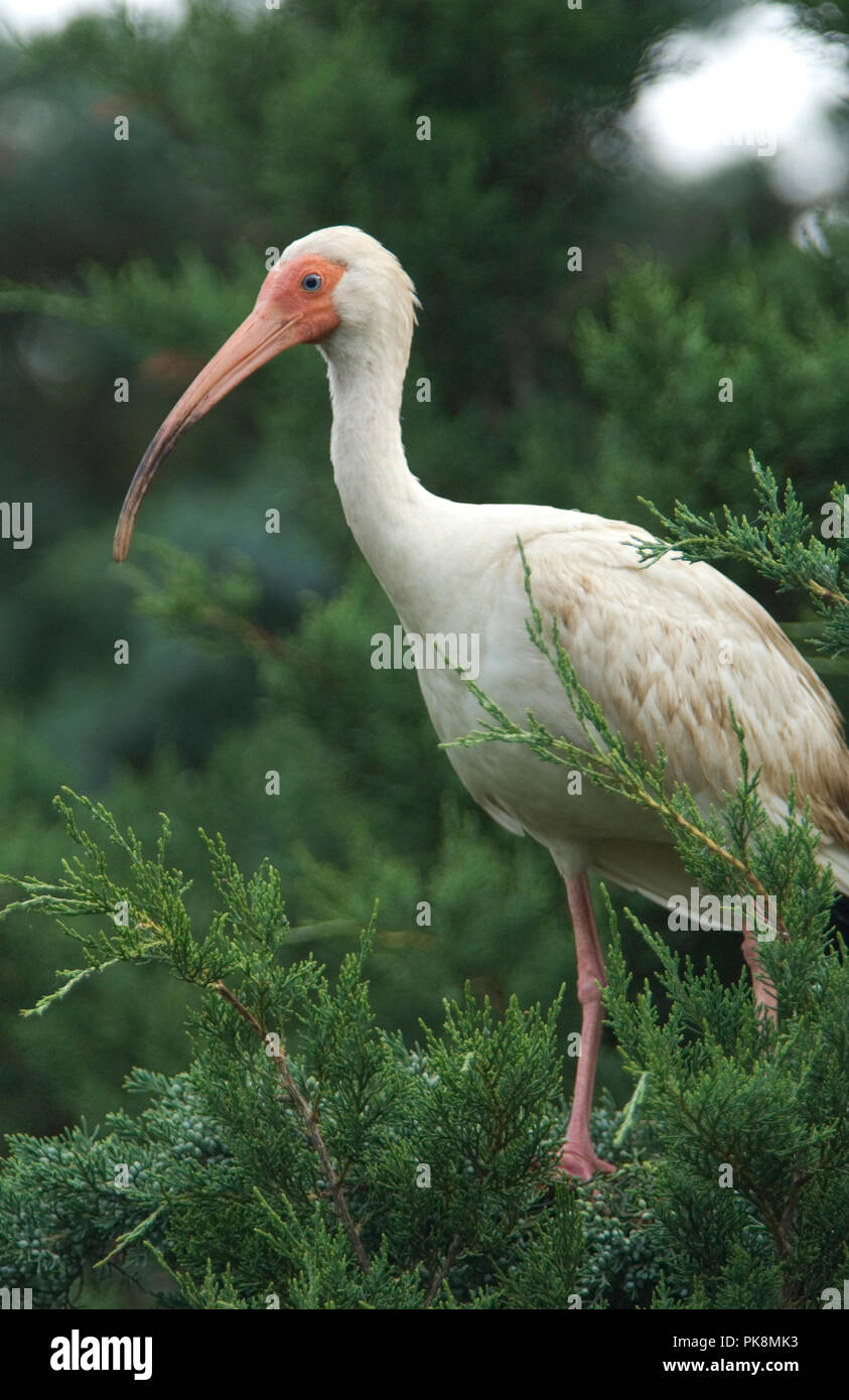 White Ibis :: Eudocimus albus Immature in nesting colony on Ocracoke ...