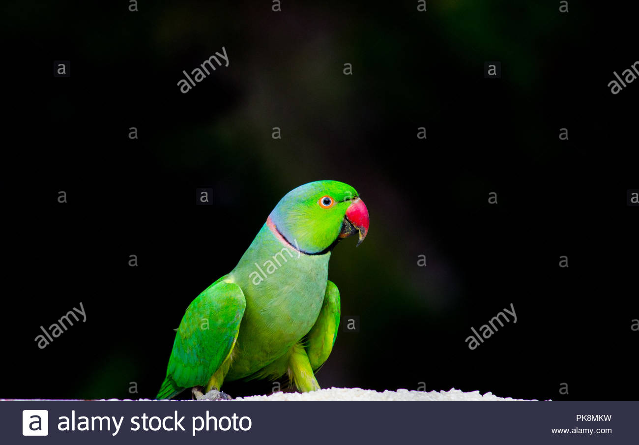 Indian Ringneck Parakeets High Resolution Stock Photography and Images ...
