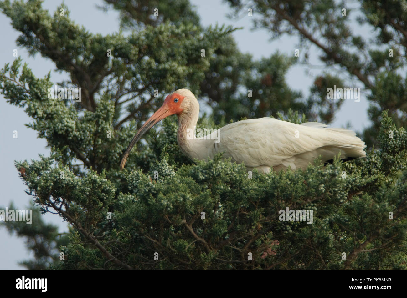 White Ibis :: Eudocimus albus Immature in nesting colony on Ocracoke ...
