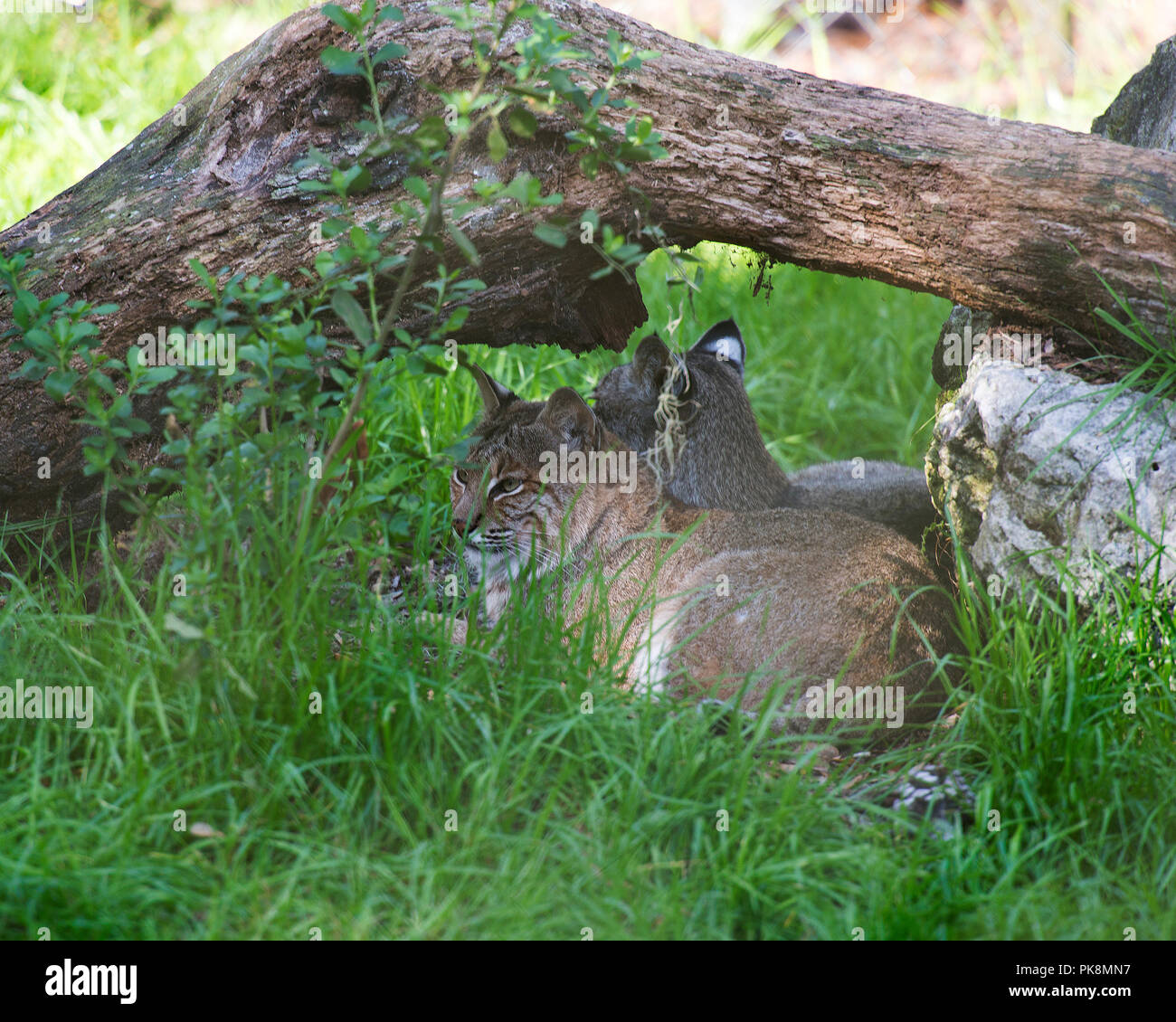 Bobcat animal profile view hi-res stock photography and images - Alamy