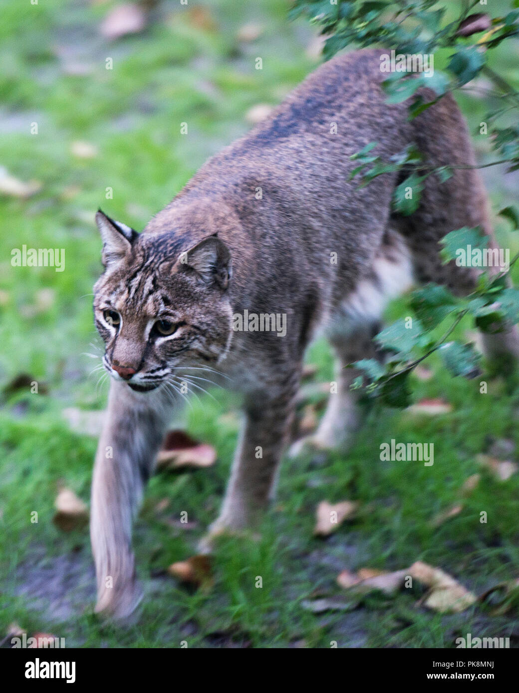 Bobcat animal close up enjoying the day Stock Photo - Alamy