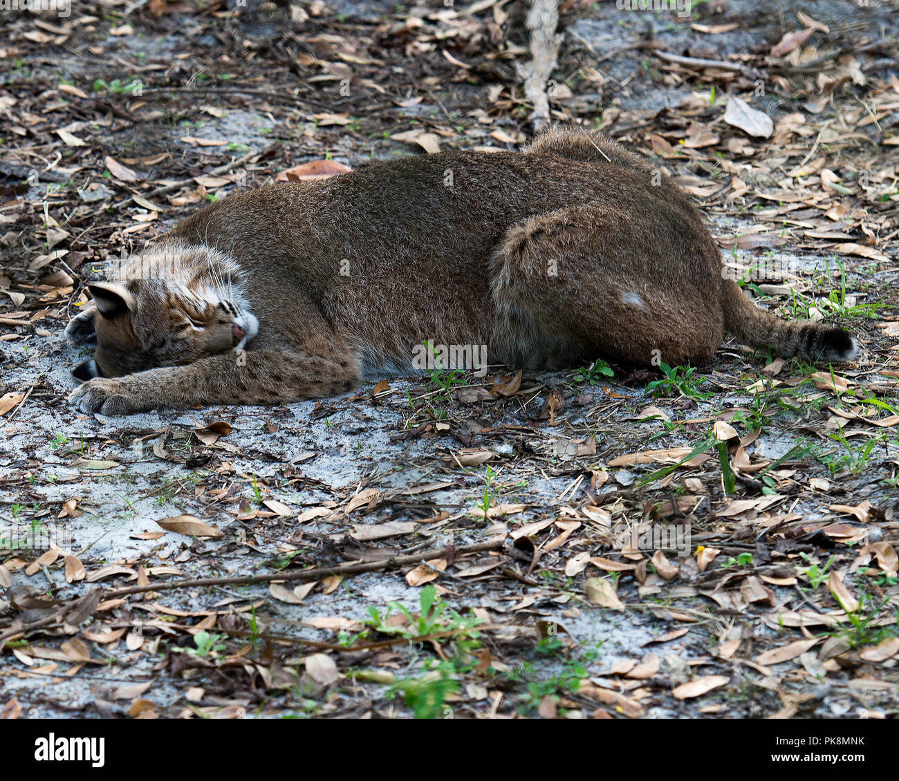 Bob cat animal close up profile view hi-res stock photography and ...