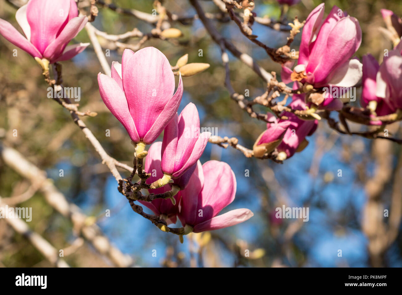 A pink Magnolia soulangiana in full bloom in a Sydney garden in ...