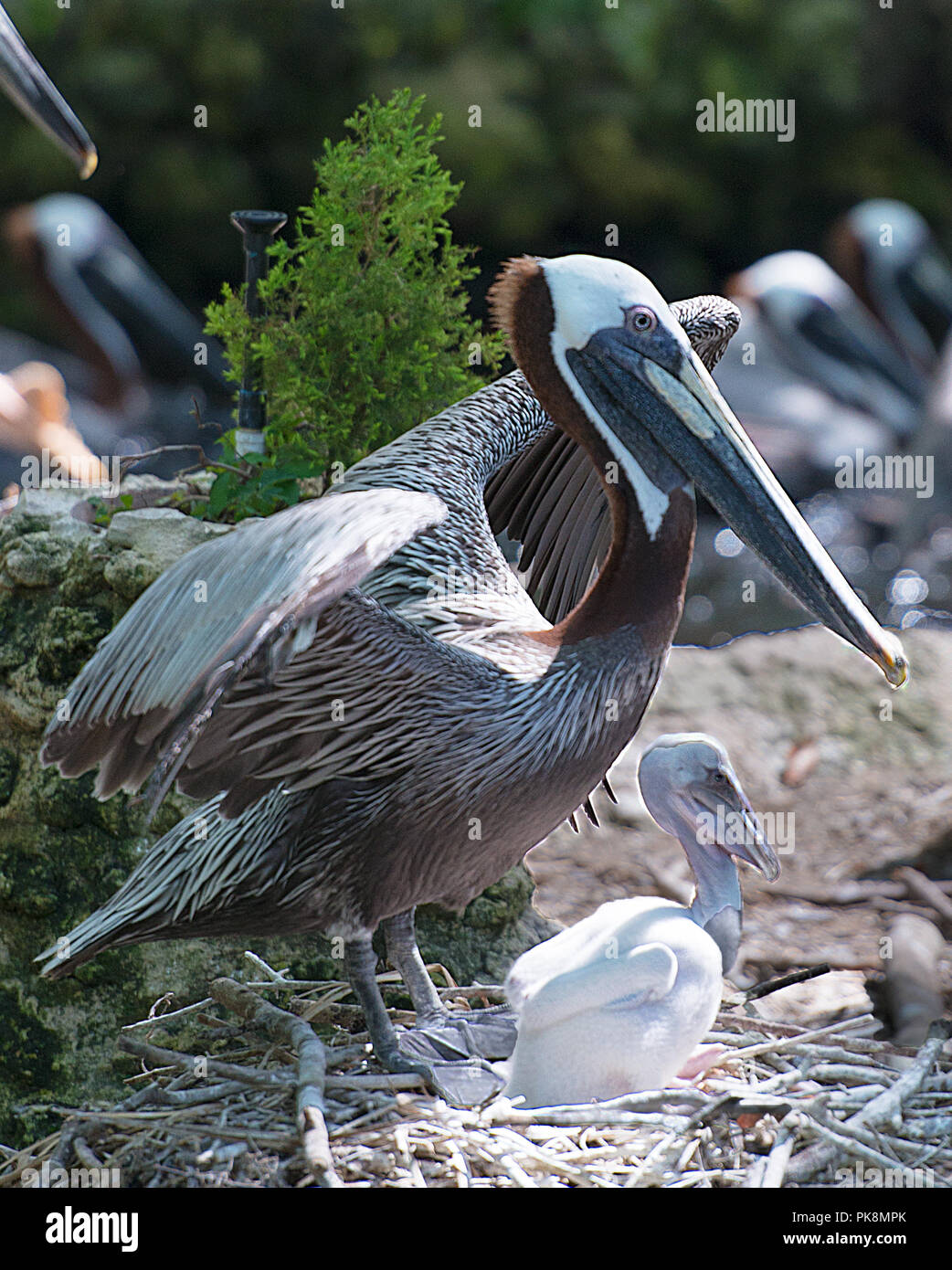 Pelican feeding young hi-res stock photography and images - Alamy