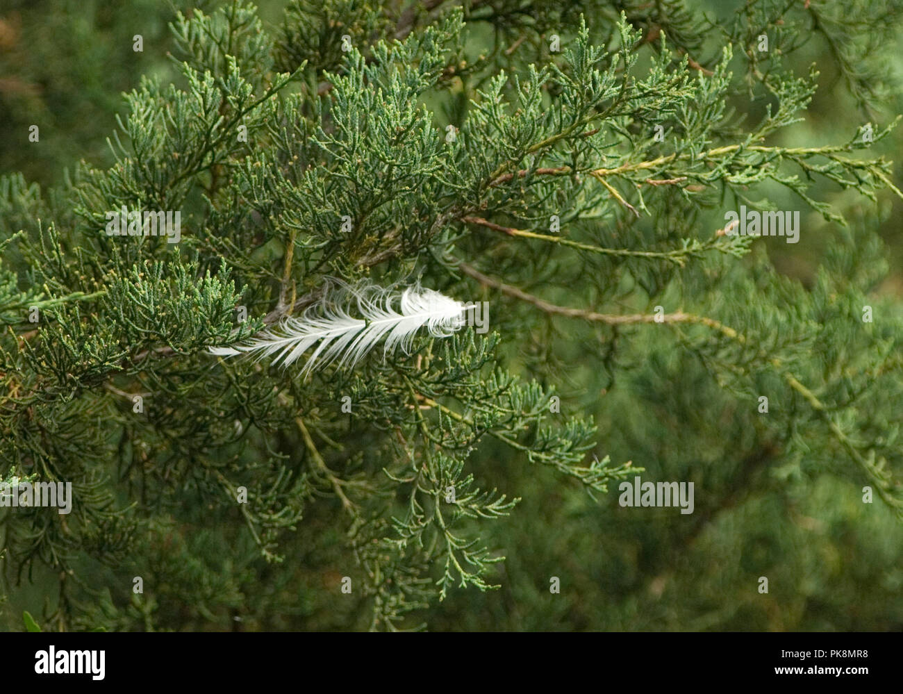 Ocracoke Island, North Carolina. A white ibis feather left behind in ...