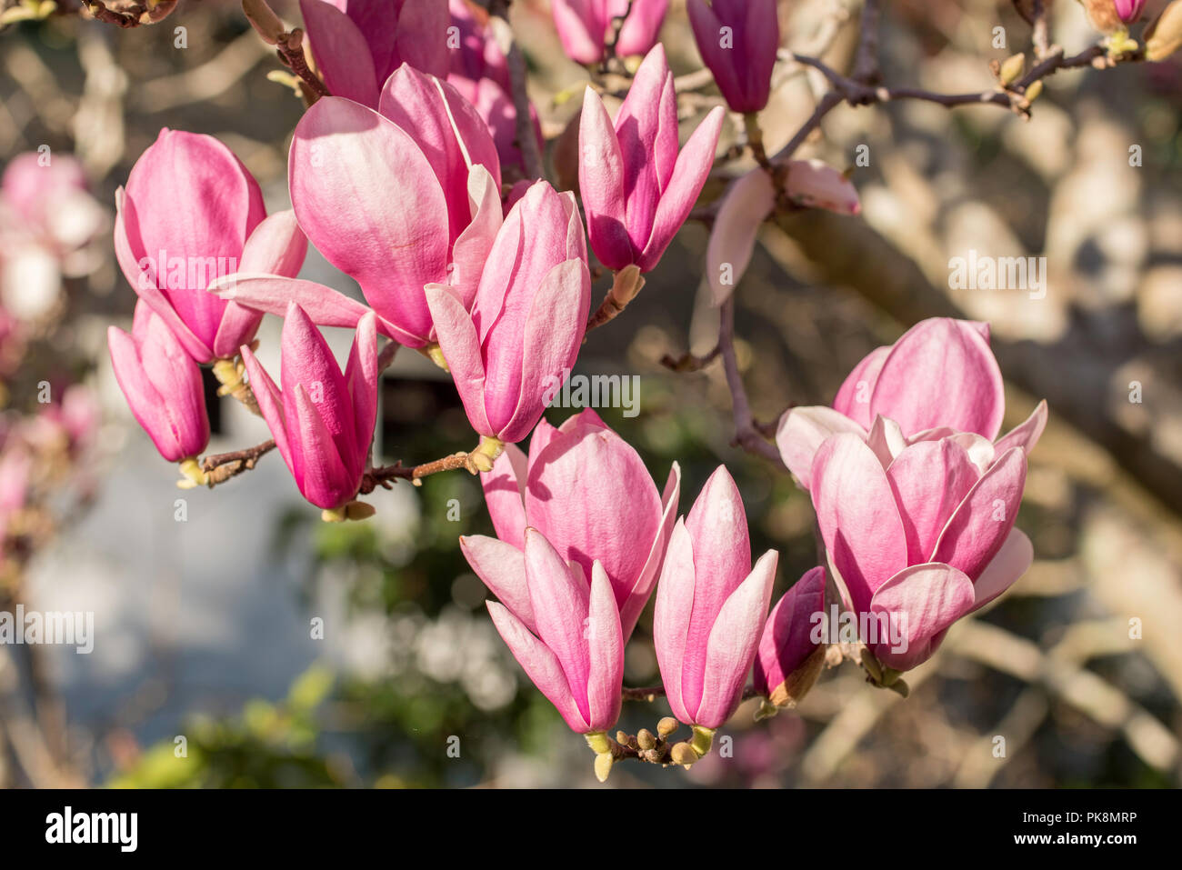 A pink Magnolia soulangiana in full bloom in a Sydney garden in ...