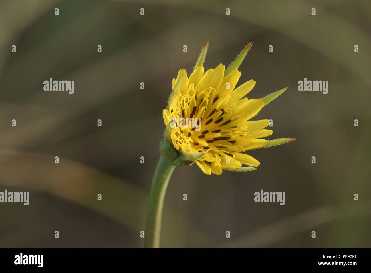 Goats beard hi-res stock photography and images - Alamy