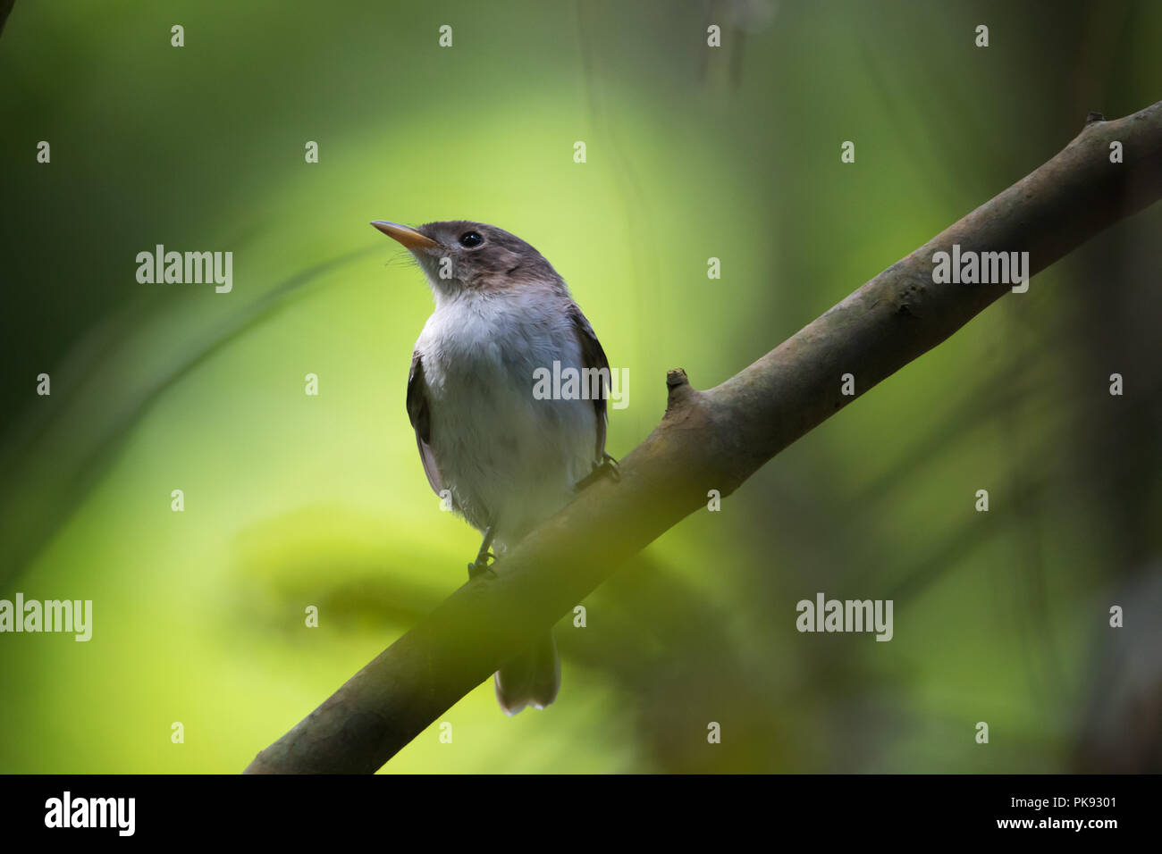 The critically endangered Iphis Monarch, Pomarea iphis, found only on ...