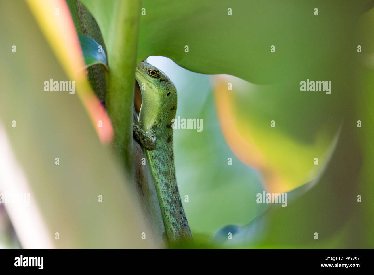 A gorgeous green lizard on Upolu, Samoa Stock Photo - Alamy