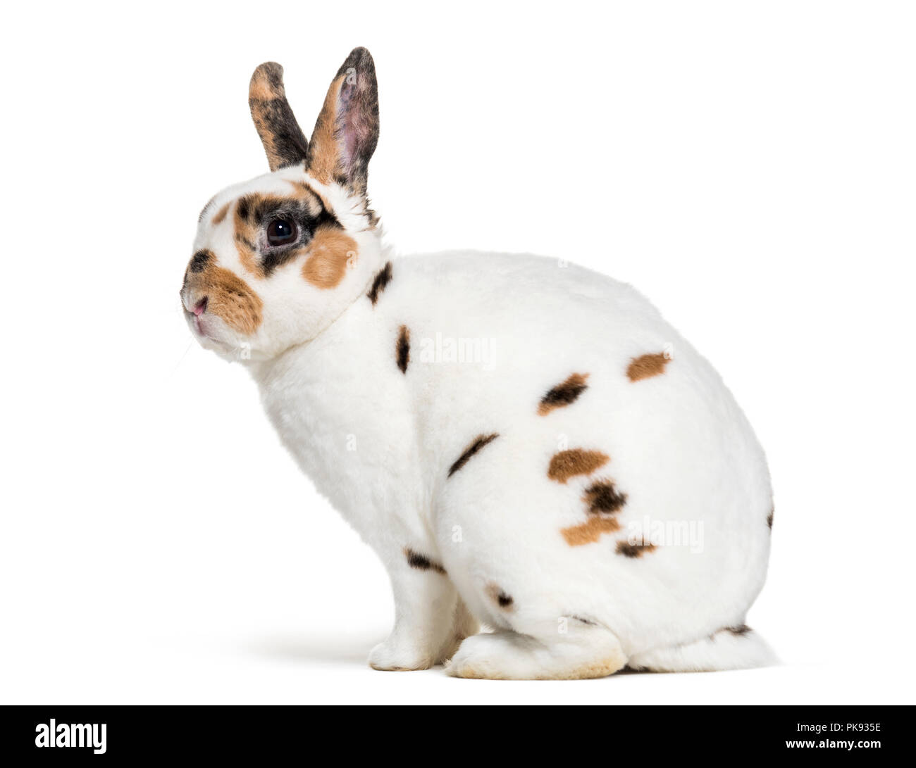 Rex Dalmatian Rabbit, sitting against white background Stock Photo - Alamy