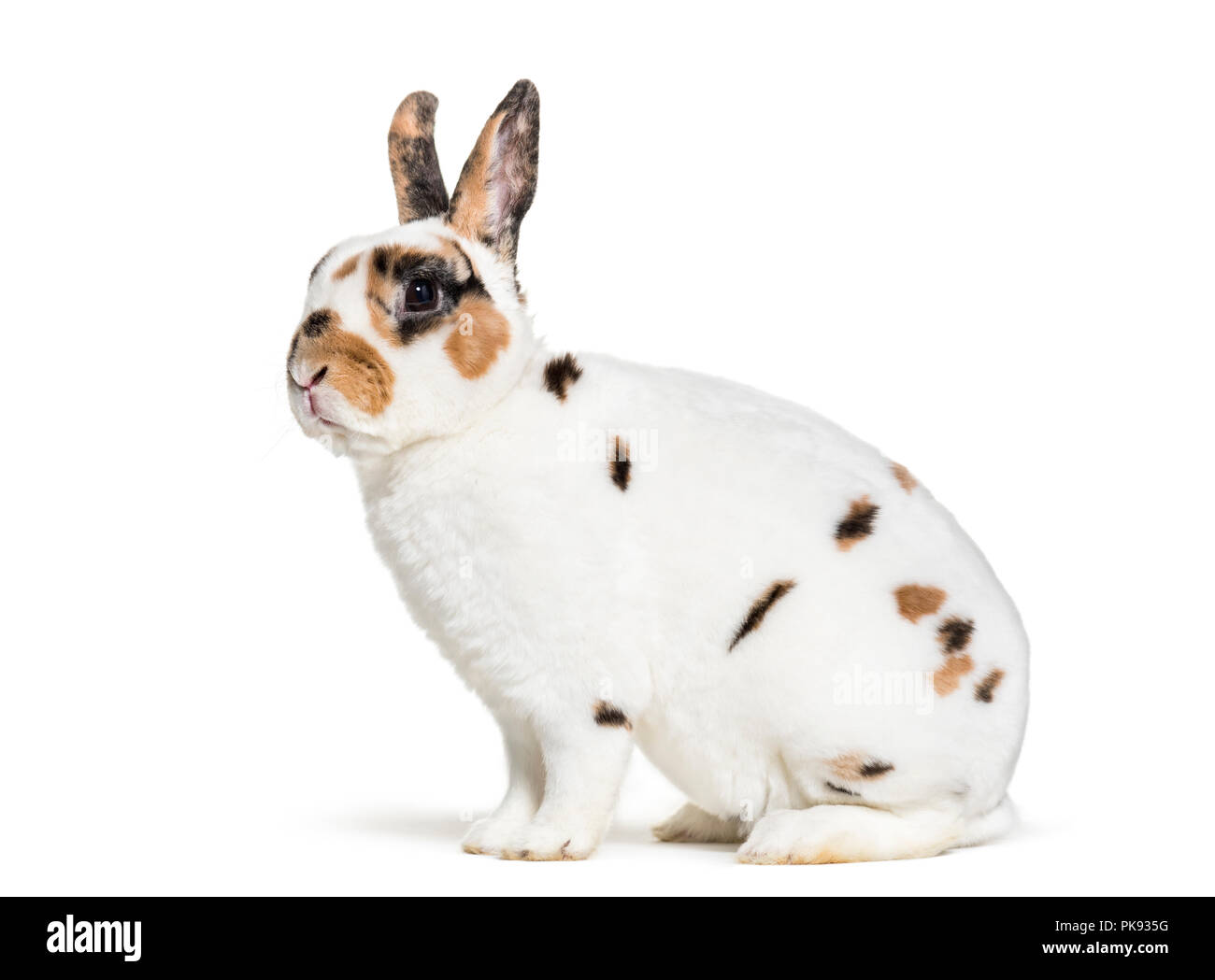 Rex Dalmatian Rabbit, sitting against white background Stock Photo - Alamy