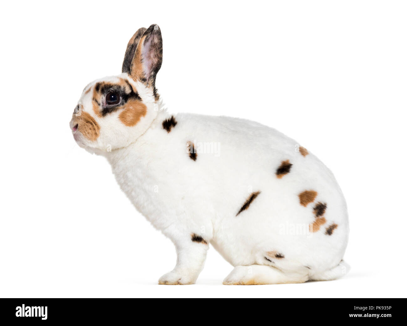 Rex Dalmatian Rabbit, sitting against white background Stock Photo - Alamy