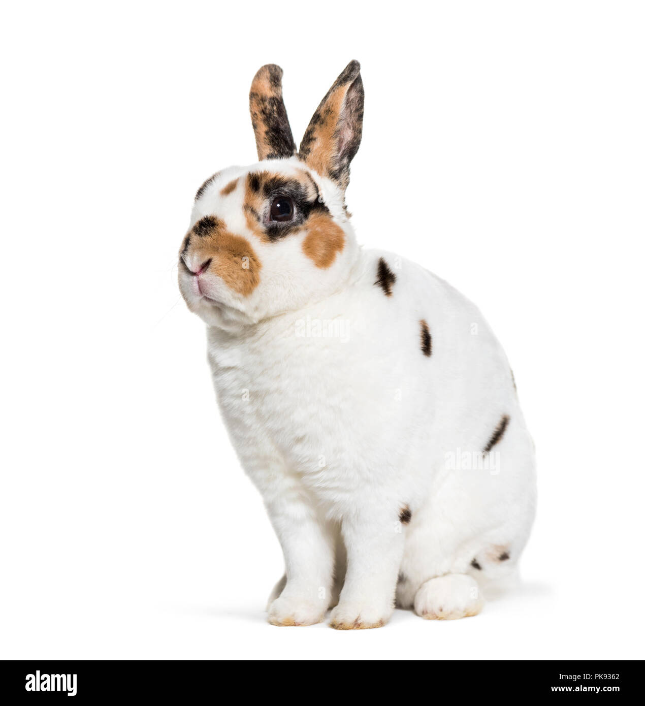 Rex Dalmatian Rabbit, sitting against white background Stock Photo - Alamy