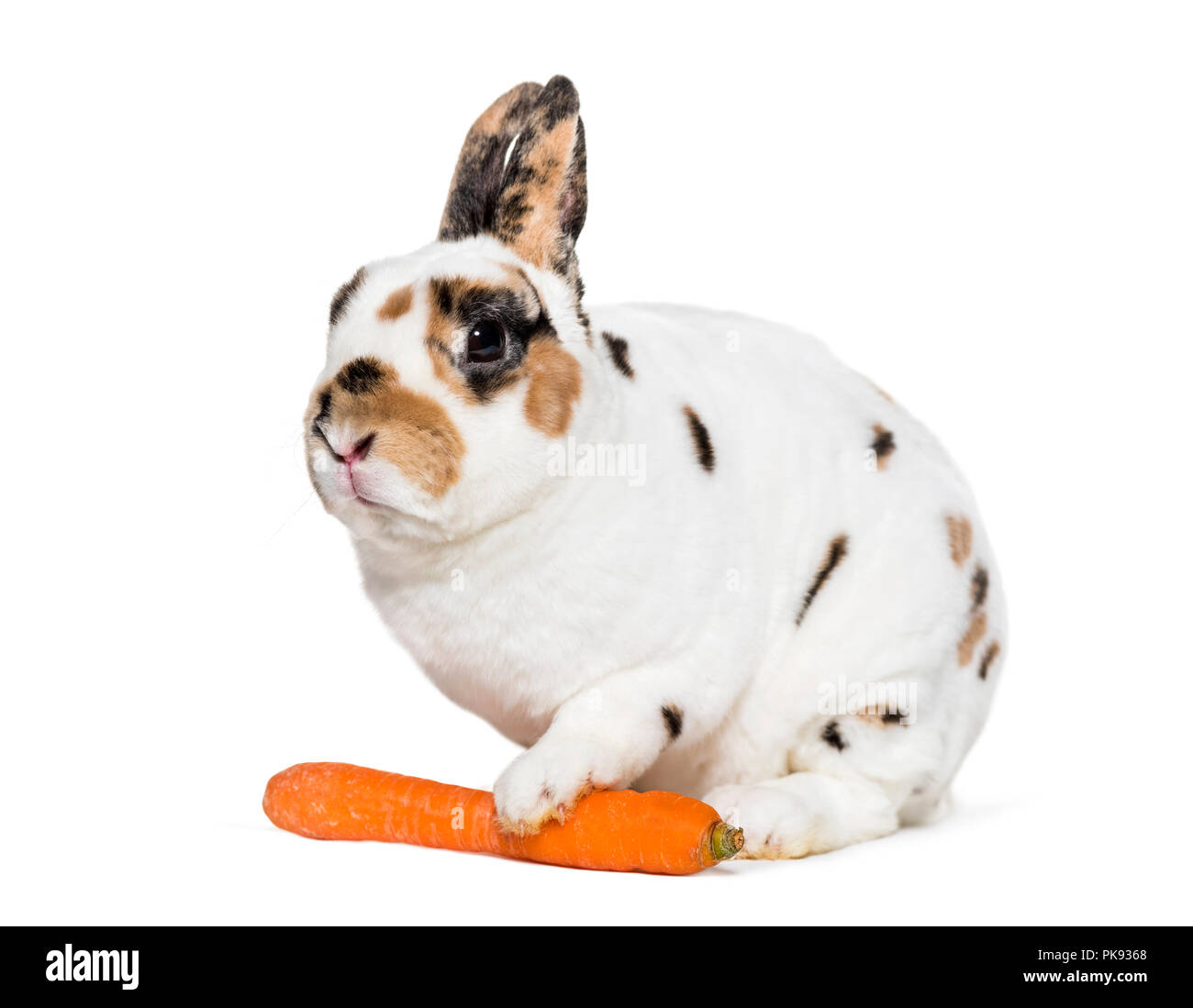 Rex Dalmatian Rabbit holding carrot against white background, sitting ...