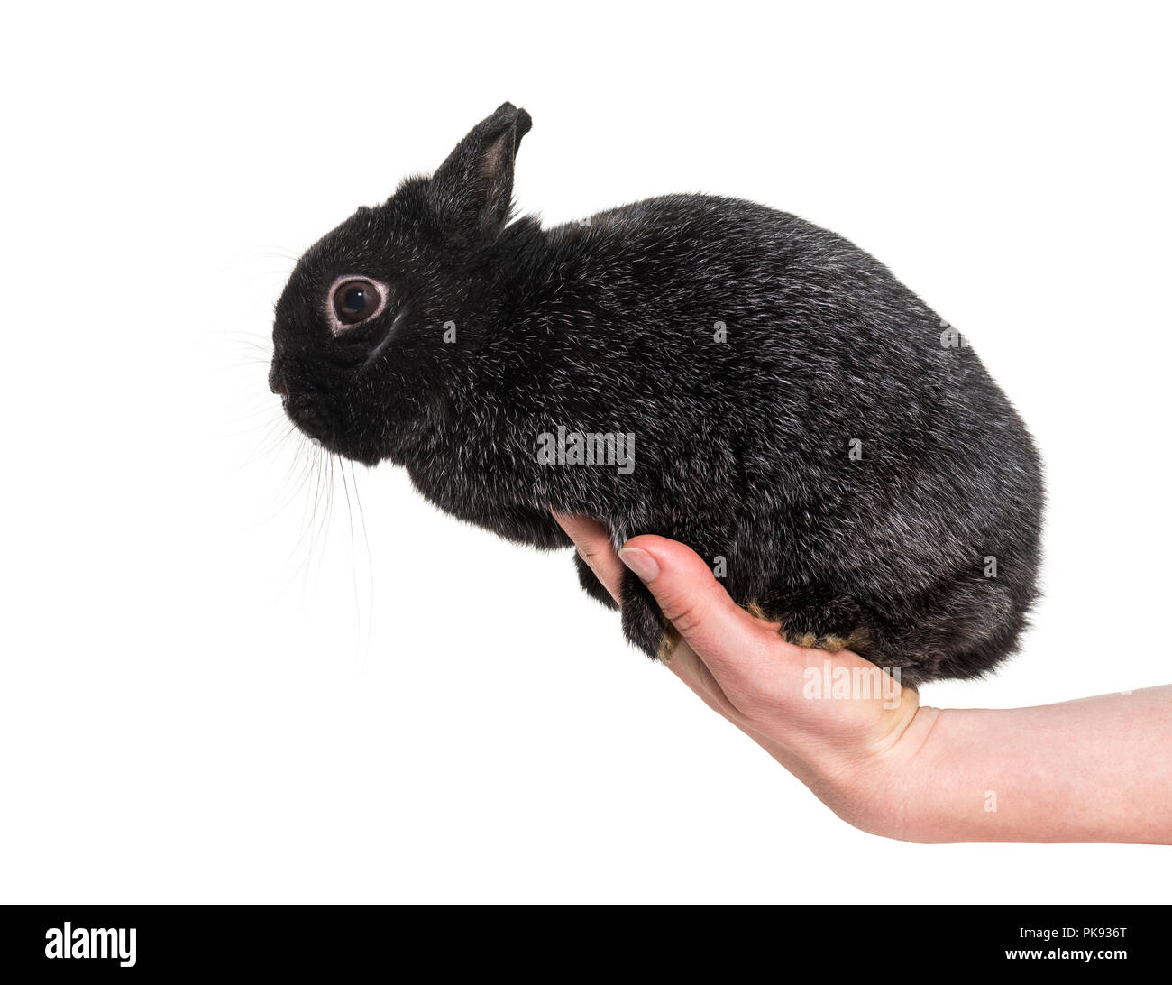 Color domestic rabbit in Cut Out Stock Images & Pictures - Alamy