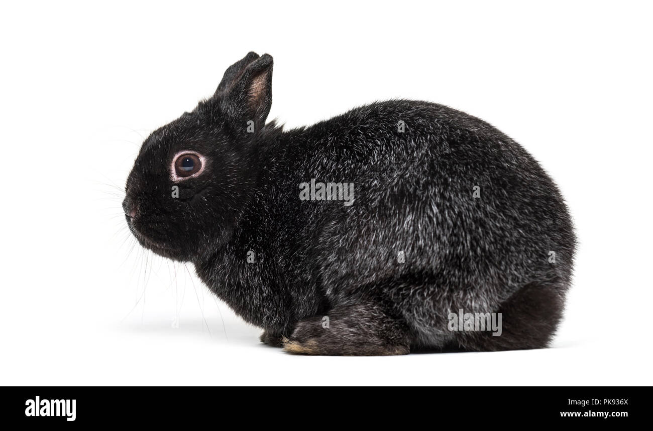 Black dwarf rabbit against white background Cut Out Stock Images ...