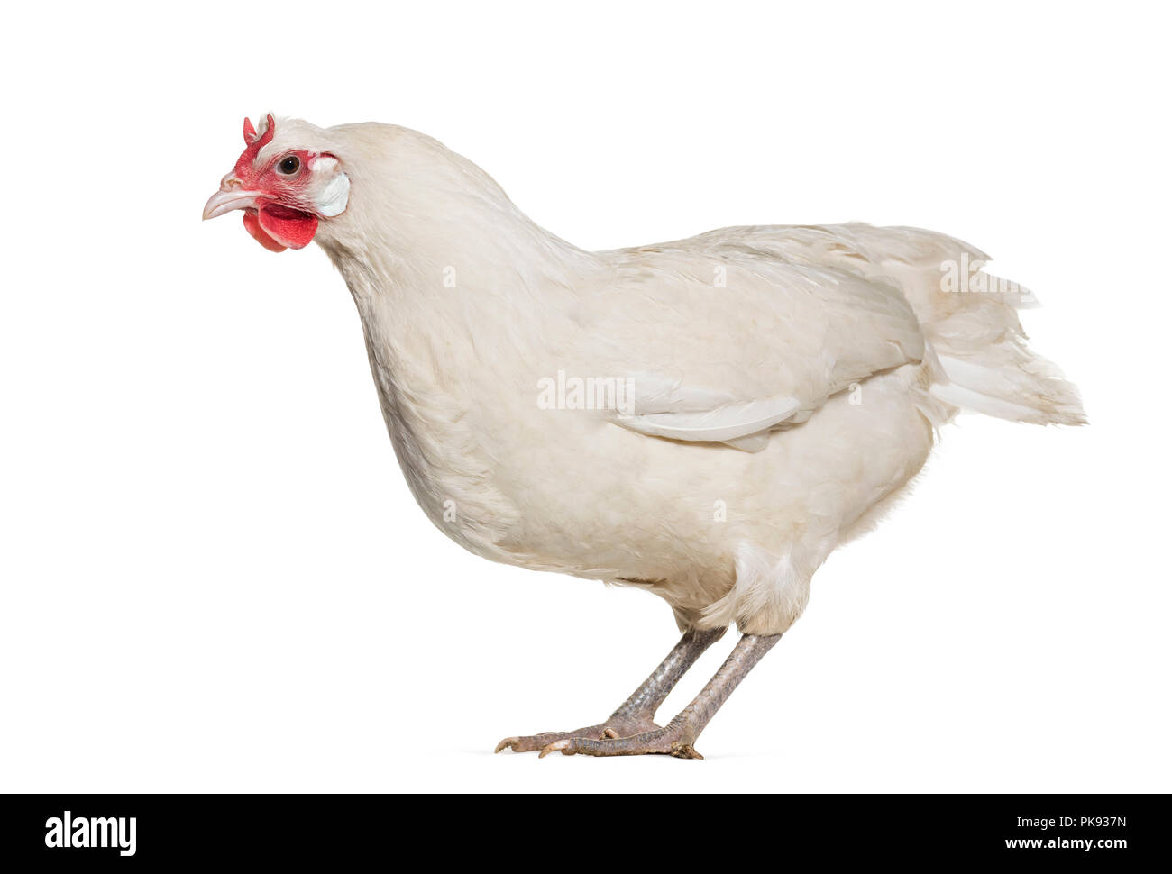La Fleche chicken standing against white background Stock Photo - Alamy