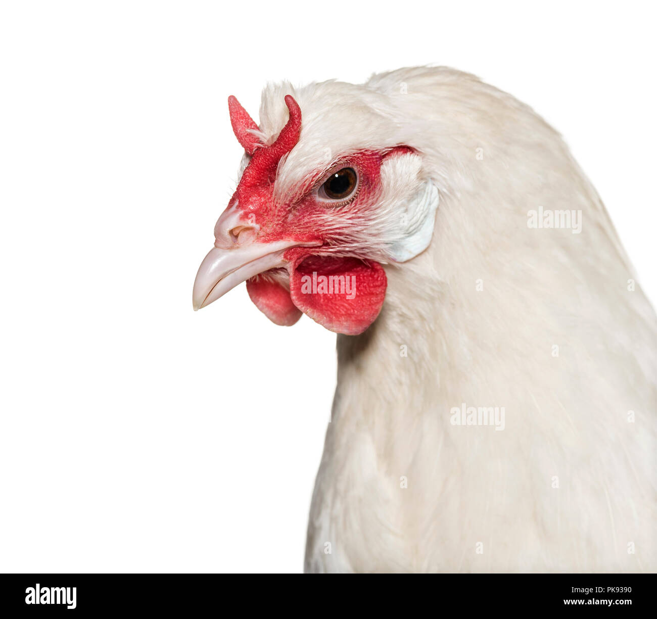 La Fleche chicken against white background Stock Photo - Alamy