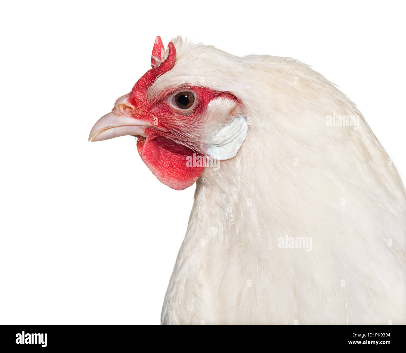 La Fleche chicken against white background Stock Photo - Alamy