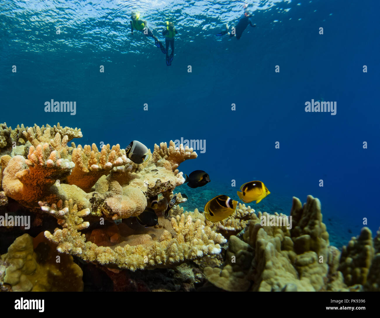 Coral fish hi-res stock photography and images - Alamy