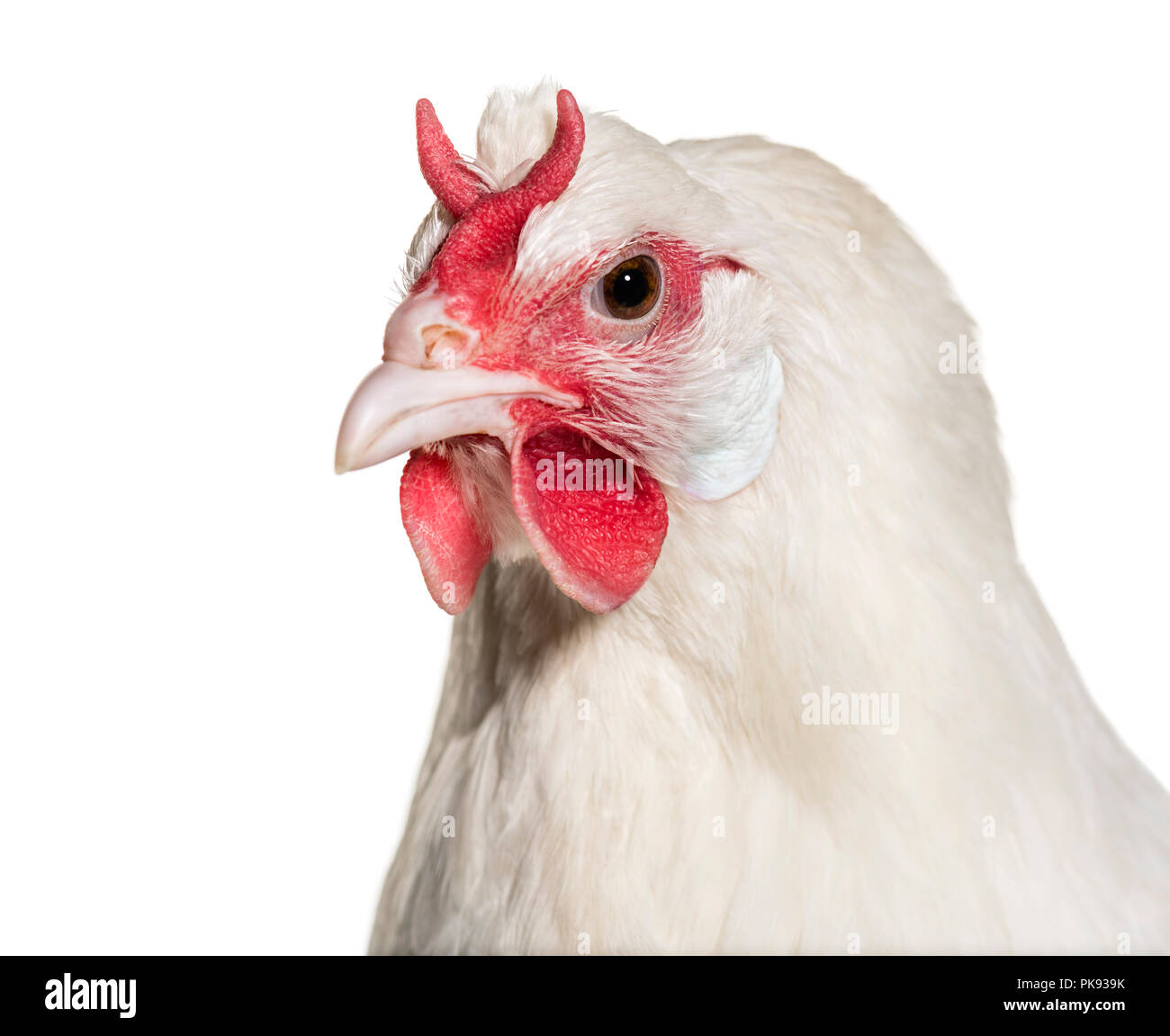 La Fleche chicken against white background Stock Photo - Alamy