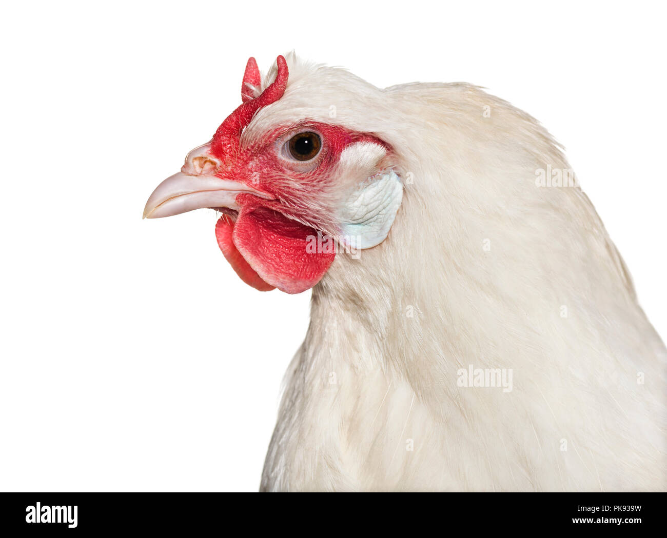 La Fleche chicken against white background Stock Photo - Alamy