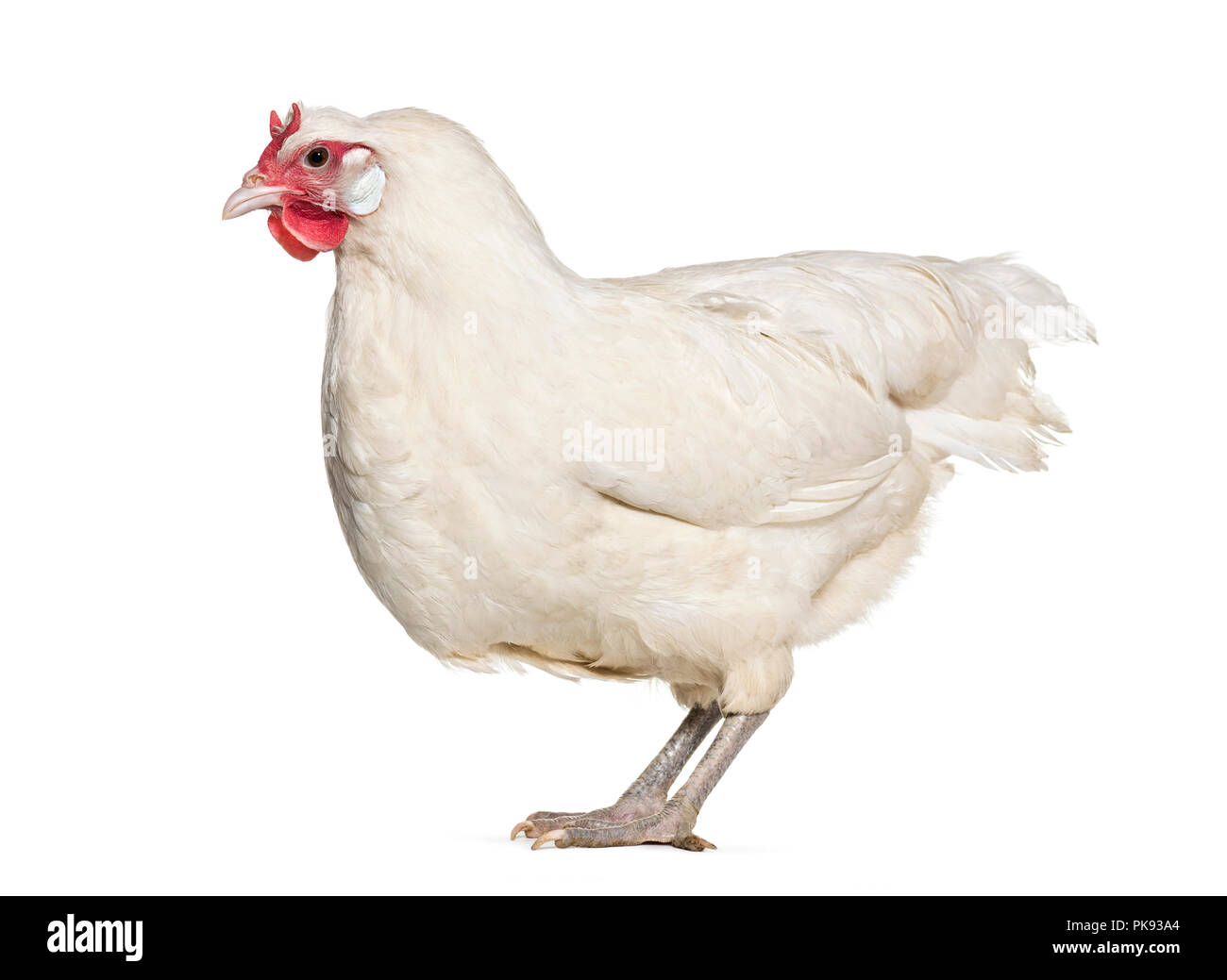 La Fleche chicken standing against white background Stock Photo - Alamy