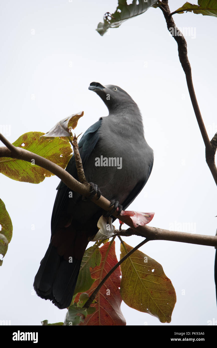 The endangered and endemic Marquesan Imperial-pigeon, Ducula galena, on ...