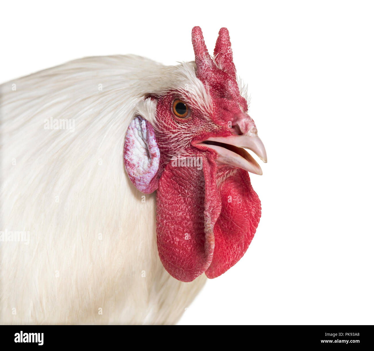 La Fleche chicken against white background Stock Photo - Alamy