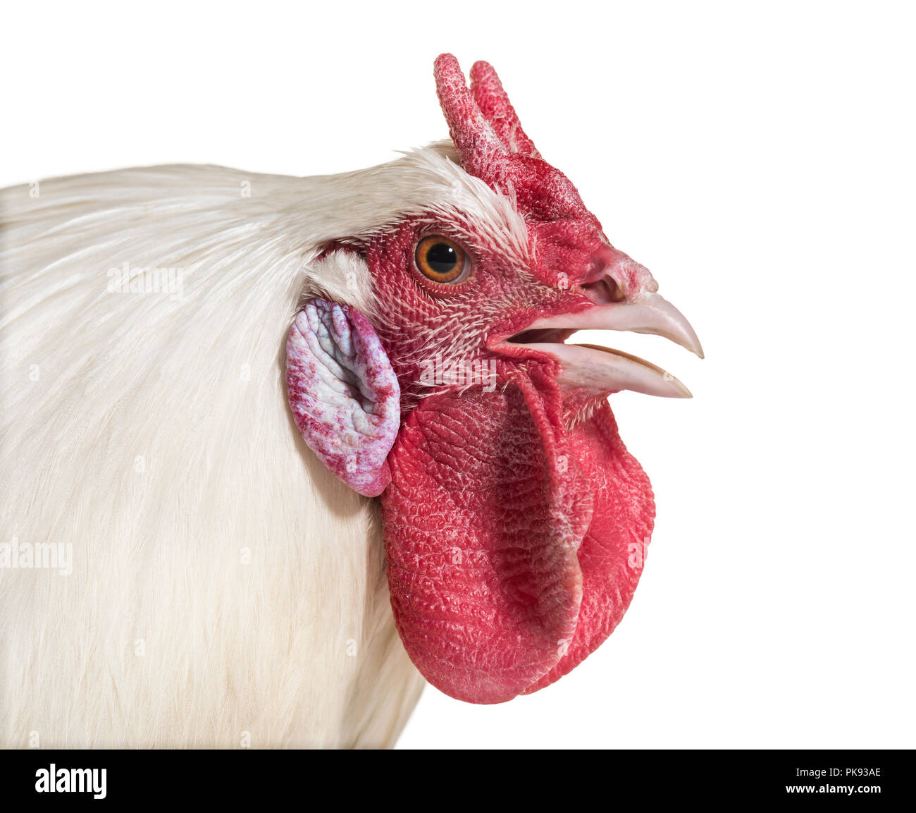 La Fleche chicken against white background Stock Photo - Alamy