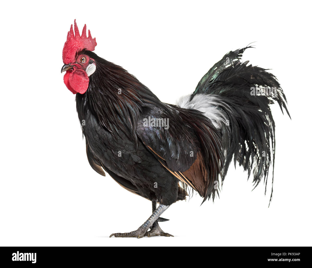 Bassette Liegeoise, a breed of large bantam chicken from Belgium ...