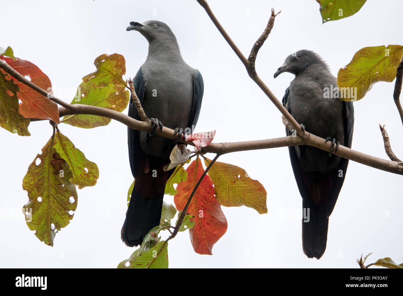 The endangered and endemic Marquesan Imperial-pigeon, Ducula galena, on ...