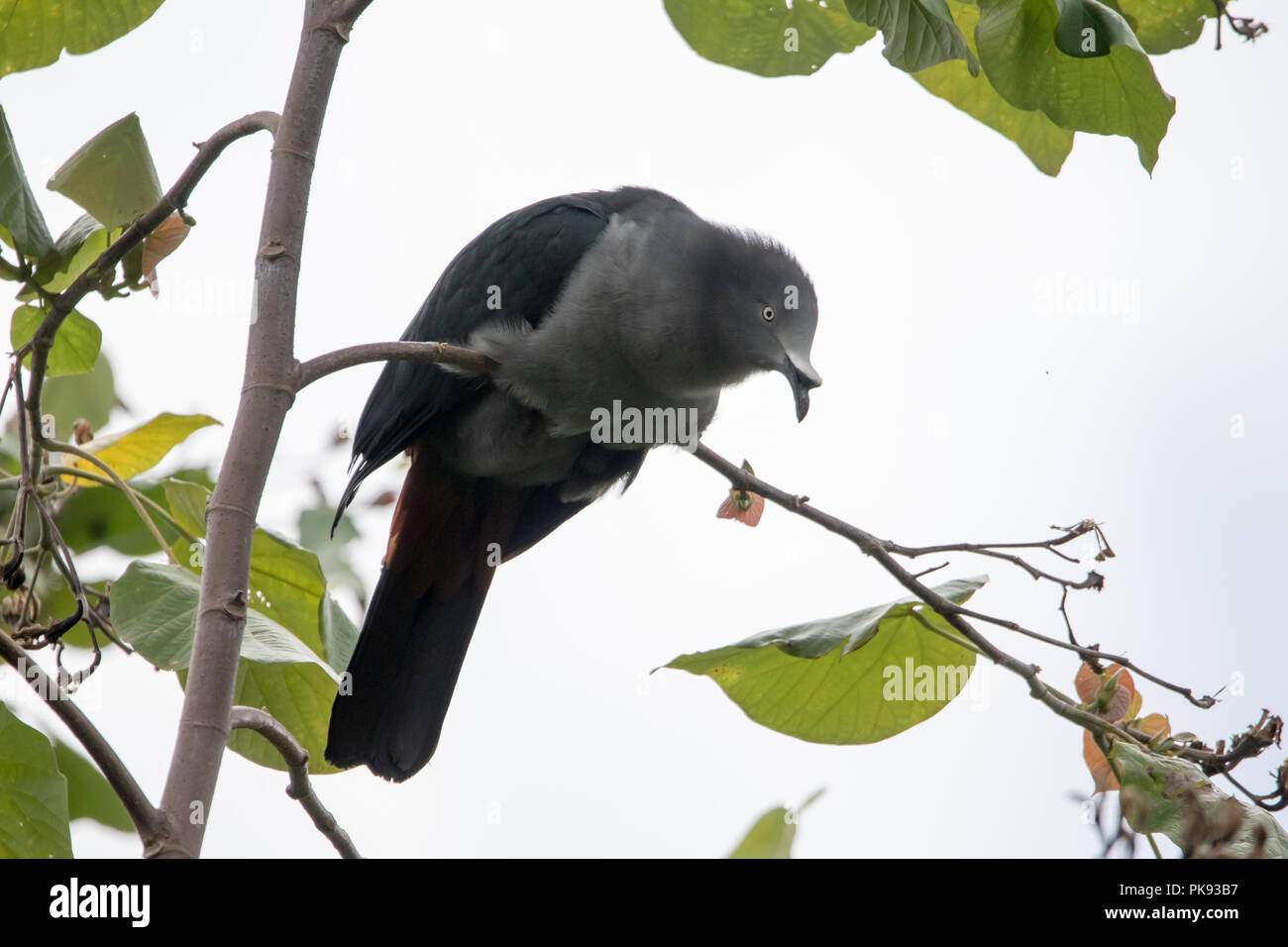 The endangered and endemic Marquesan Imperial-pigeon, Ducula galena, on ...