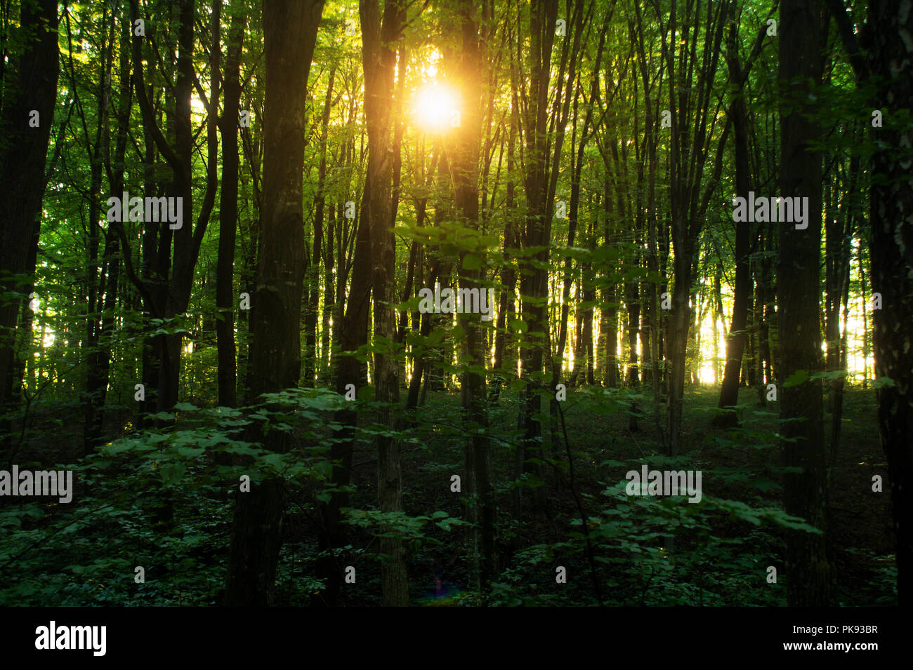Beech forest. Beech is a deciduous tree, the main forest-forming ...