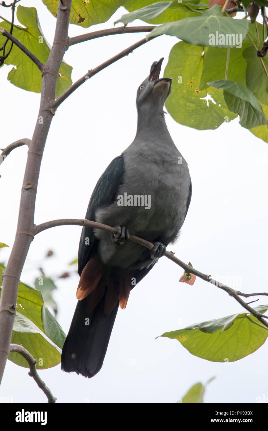 The endangered and endemic Marquesan Imperial-pigeon, Ducula galena, on ...