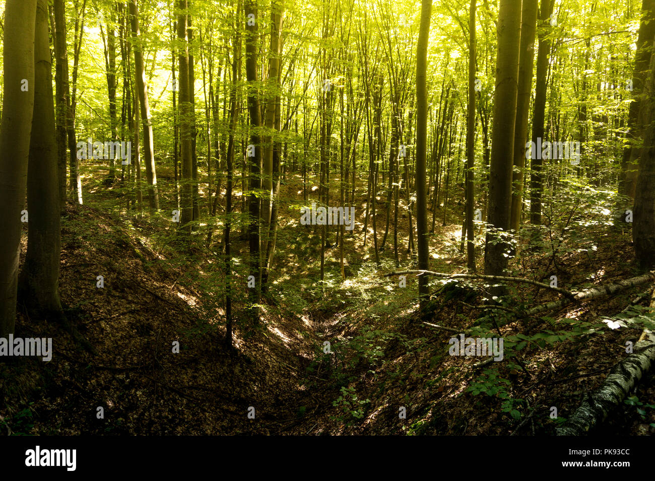 Beech forest. Beech is a deciduous tree, the main forest-forming ...