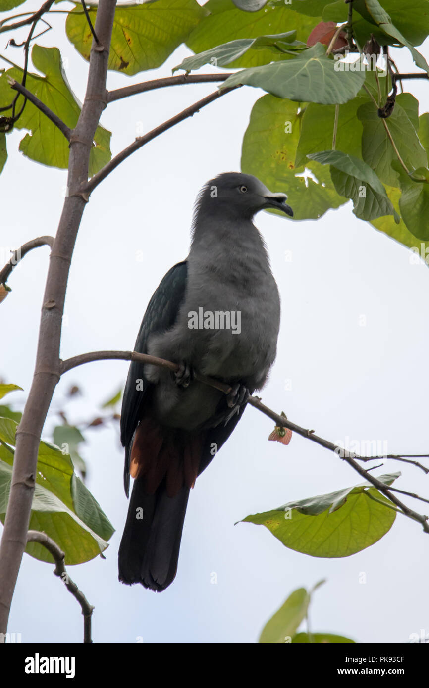 The endangered and endemic Marquesan Imperial-pigeon, Ducula galena, on ...