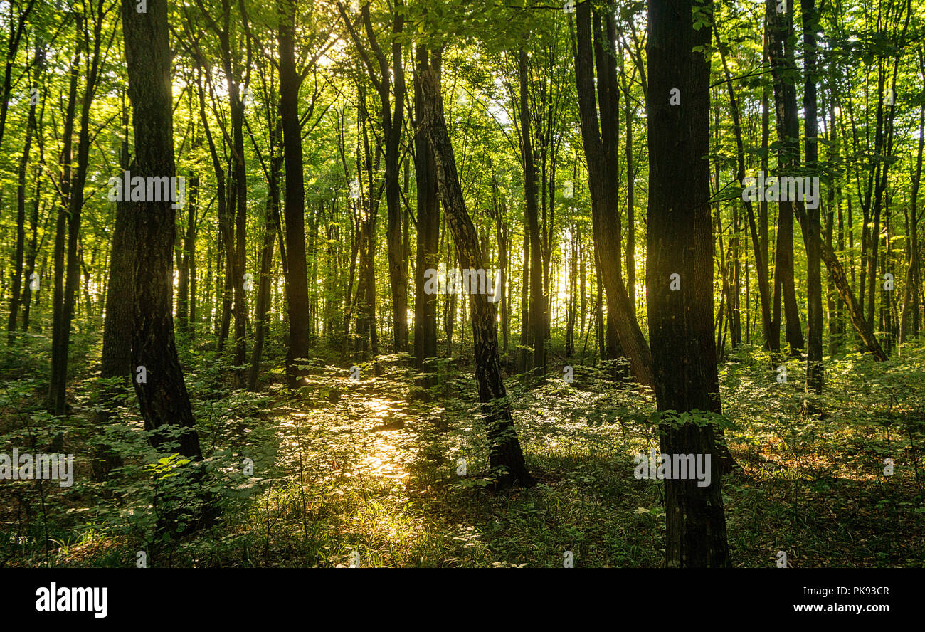 Beech forest. Beech is a deciduous tree, the main forest-forming ...