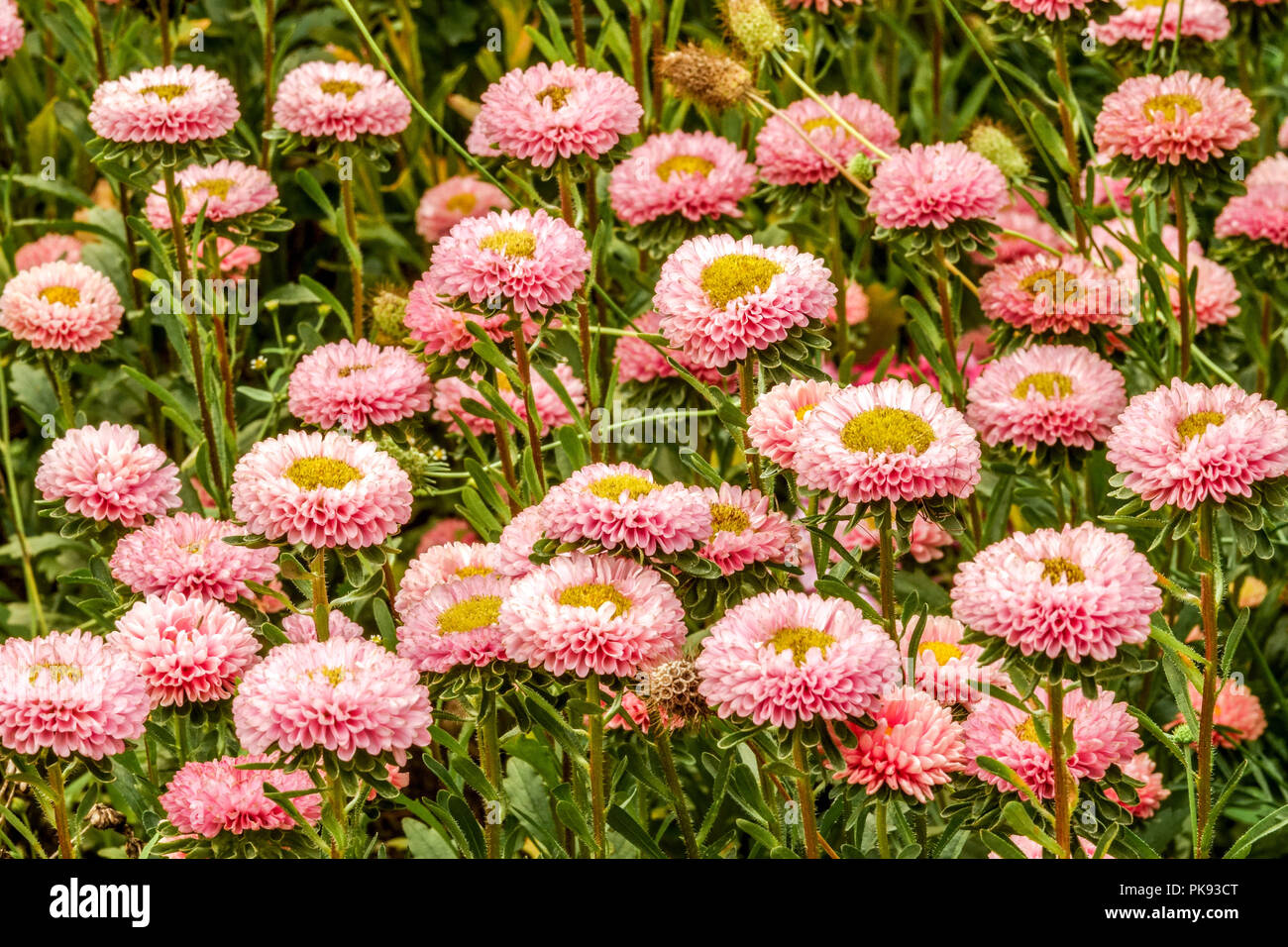 China Aster, Callistephus chinensis 'Matsumoto Pink' Asters Stock Photo ...